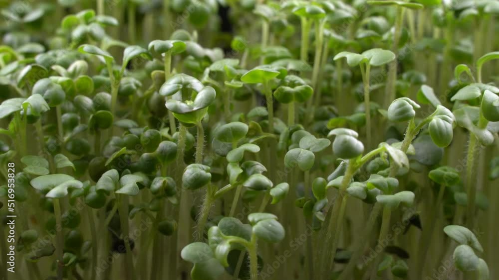 Mustard microgreens birth close-up. Green plants sinapis alba ...