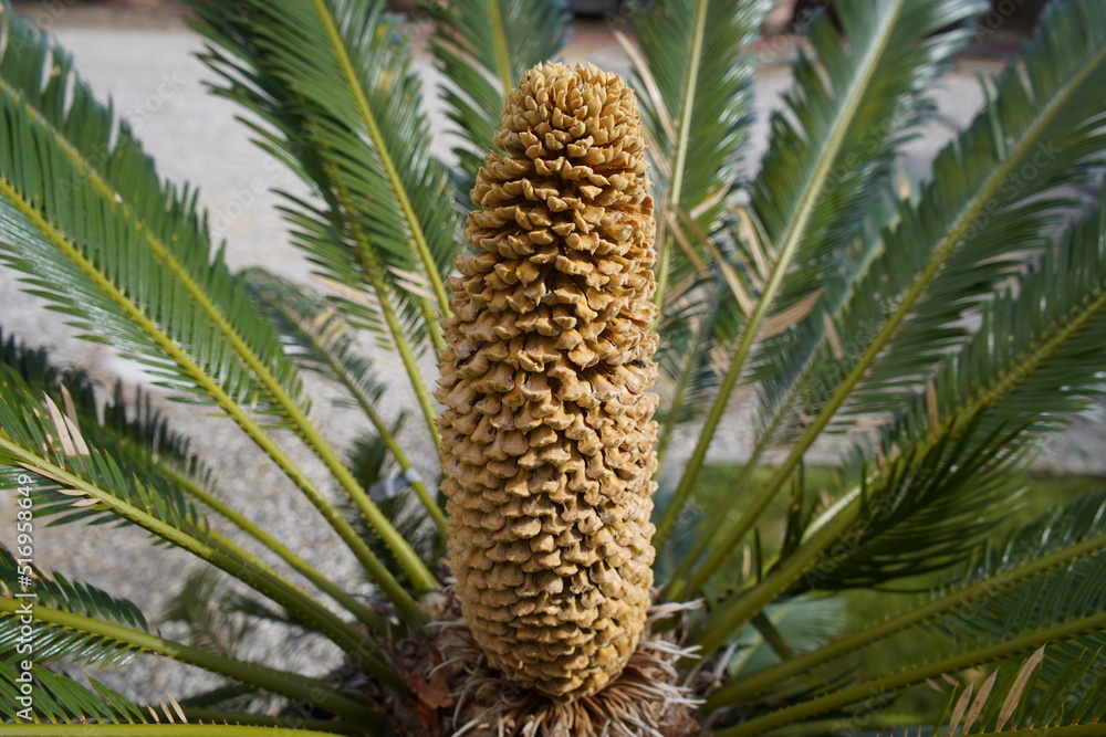 Cycas revolute, king sago, sago cycad, Japanese sago palm, is a species ...
