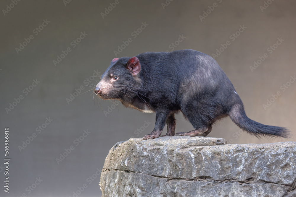 Tasmanian Devil (Sarcophilus harrisii) standing on top of a rock ...