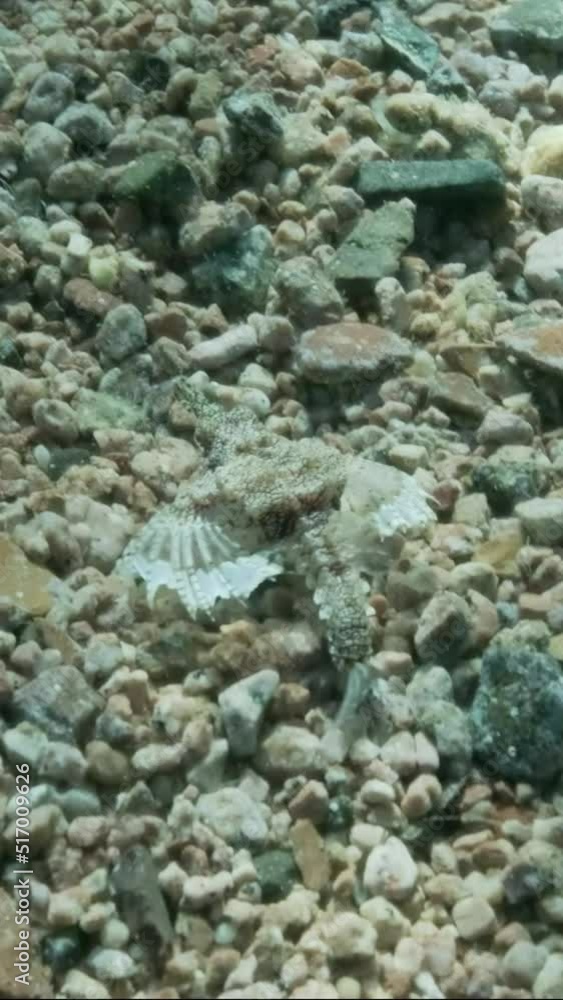 VERTICAL VIDEO: Seamoth moves on the sandy bottom in shallow water in ...