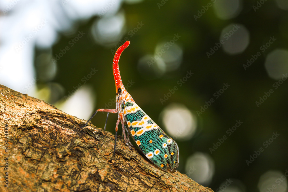 Lantern Fly or Lantern bug. The genera Fulgora and Pyrops) are ...