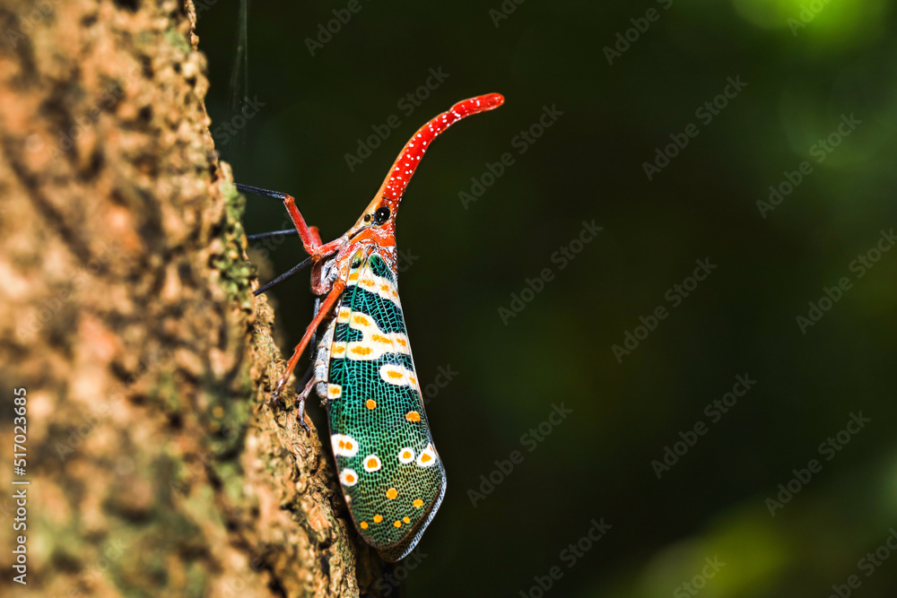 Lantern Fly or Lantern bug. The genera Fulgora and Pyrops) are ...