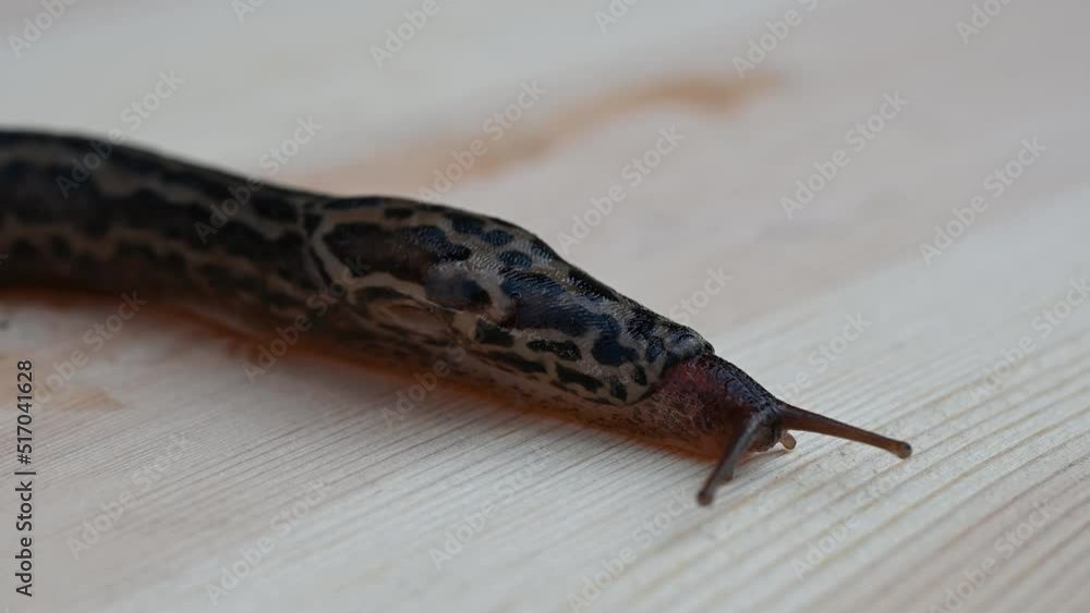 Limax maximus, biggest slug, known by the common names great grey slug ...