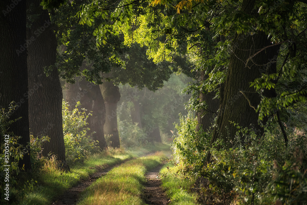 Autumn, old, and the oak funnel we go in the fall Stock Photo | Adobe Stock