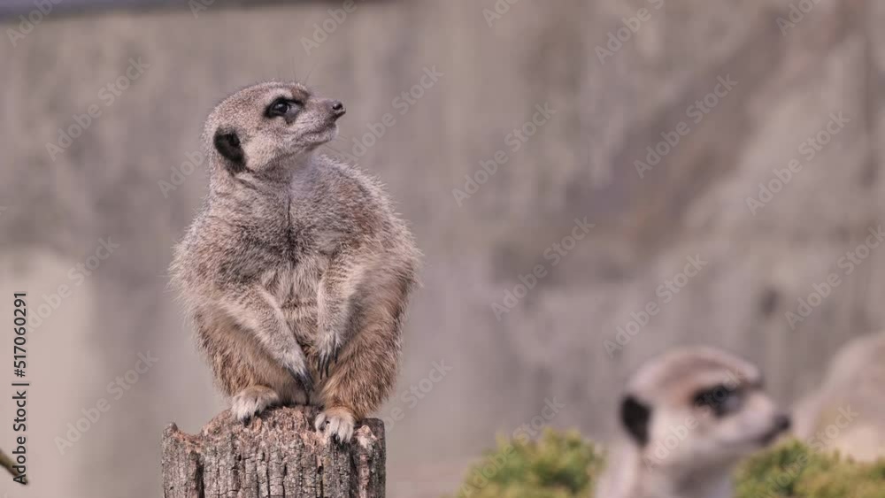 The meerkat (Suricata suricatta) are one of the most beloved animals in ...