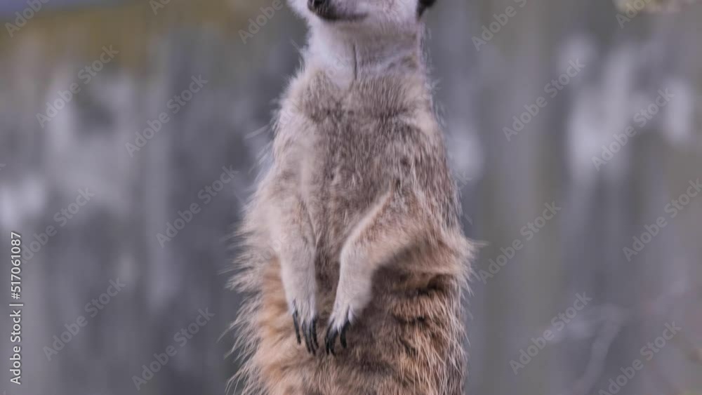 The meerkat (Suricata suricatta) are one of the most beloved animals in ...