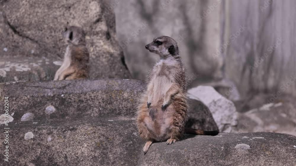 The meerkat (Suricata suricatta) are one of the most beloved animals in ...