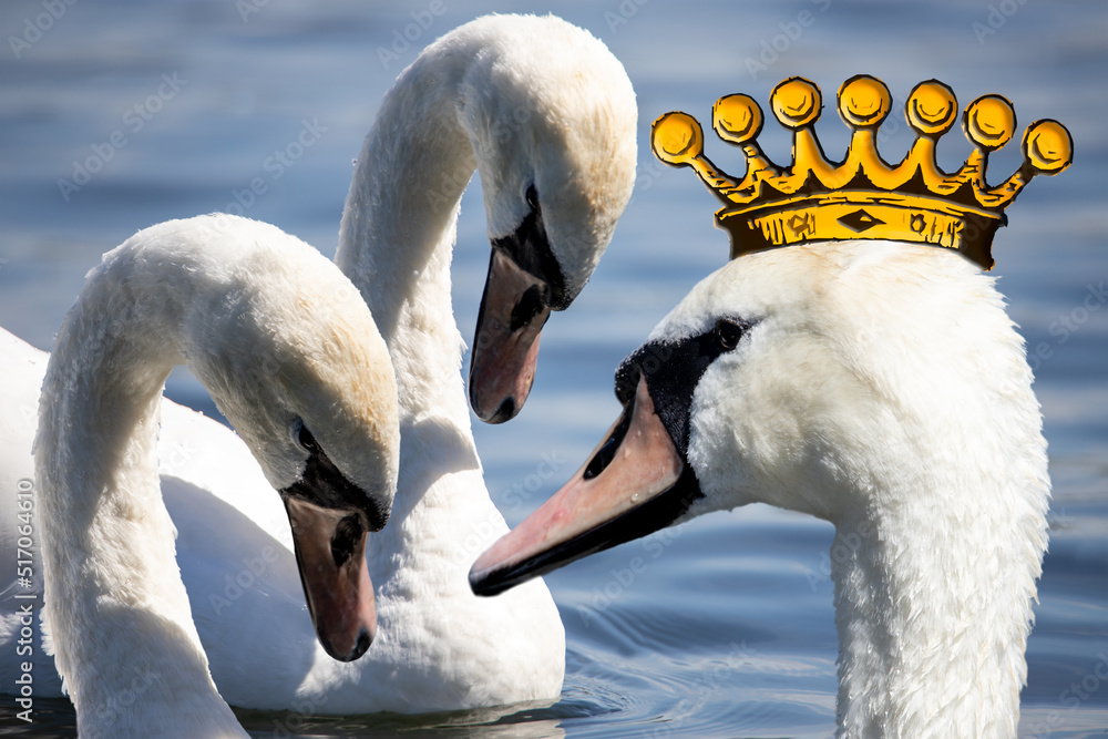 The swan king. A fairy-tale world in a wonderland. The mute swan is a ...