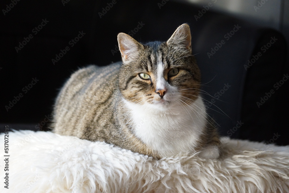 Hübscher Kater liegt auf seinem Schafsfell auf seinem Sessel. Sein weiches Fell ist getigert wie ...