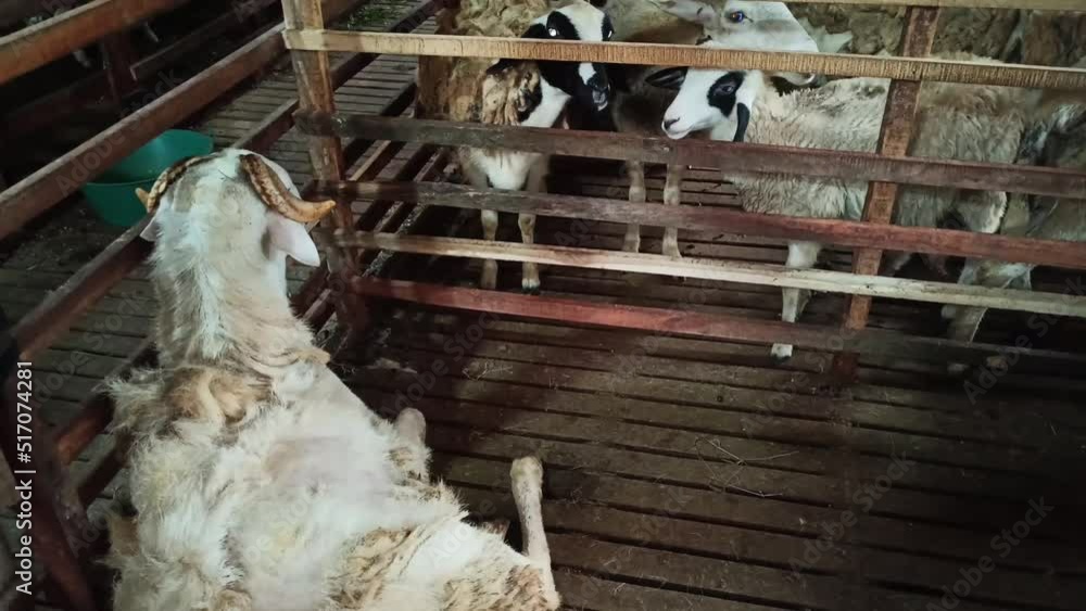 Goat or sheep are four-legged ruminants with thick hair that are kept ...