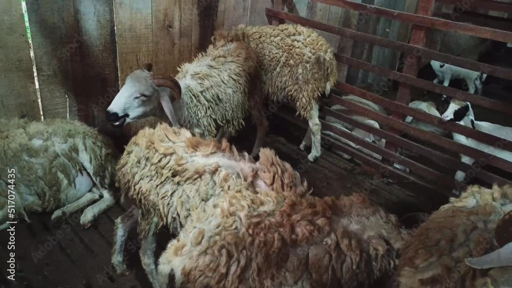 Goat or sheep are four-legged ruminants with thick hair that are kept ...