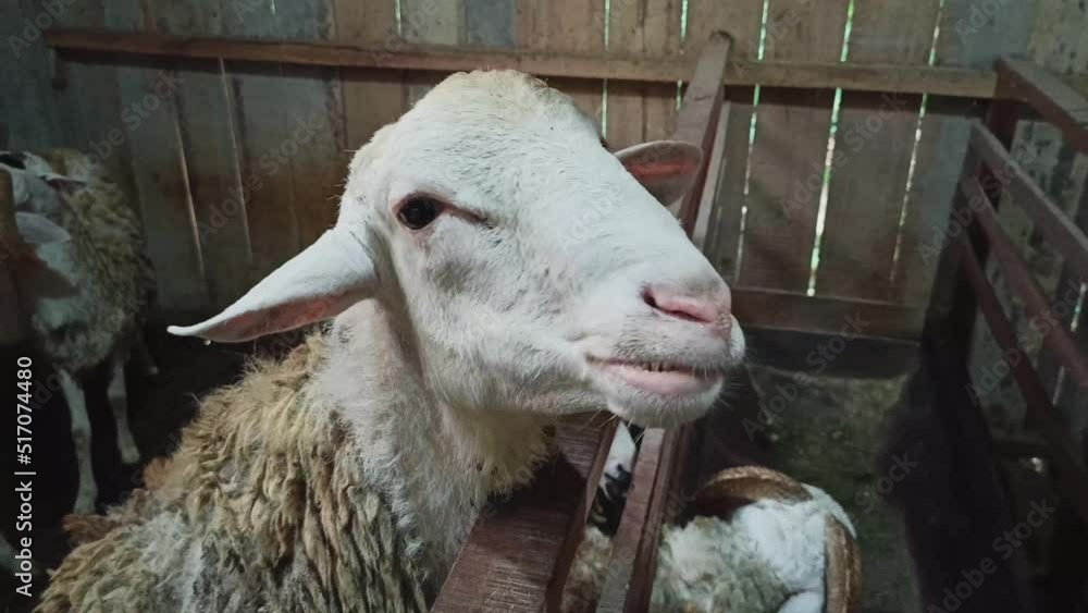 Goat or sheep are four-legged ruminants with thick hair that are kept ...