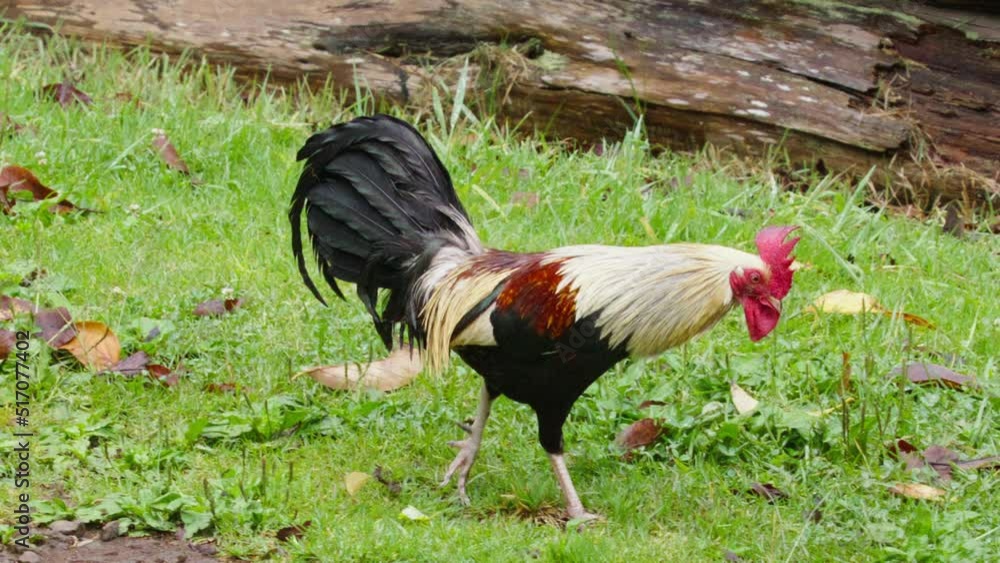 Big colorful wild rooster with red comb walking by fresh green grass to ...