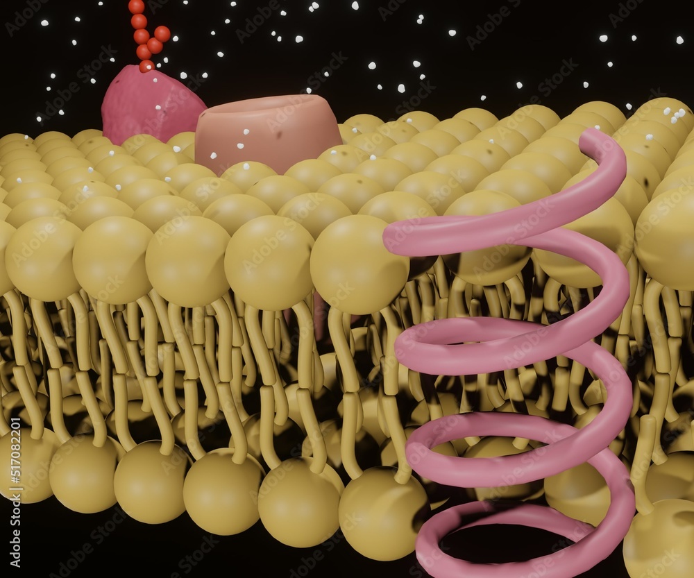 Isolated structure of proteins channels on the lipid bilayer membrane ...