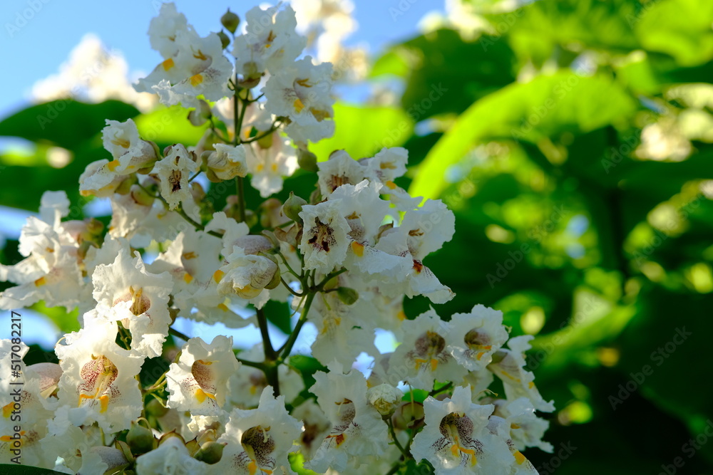 Flowers Catalpa bigon-like, Native American bean tree, Catalpa vulgaris ...