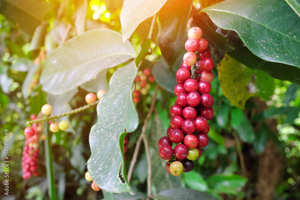 Selective focus of Antidesma bunius or bignay tree with ripe fruit ...