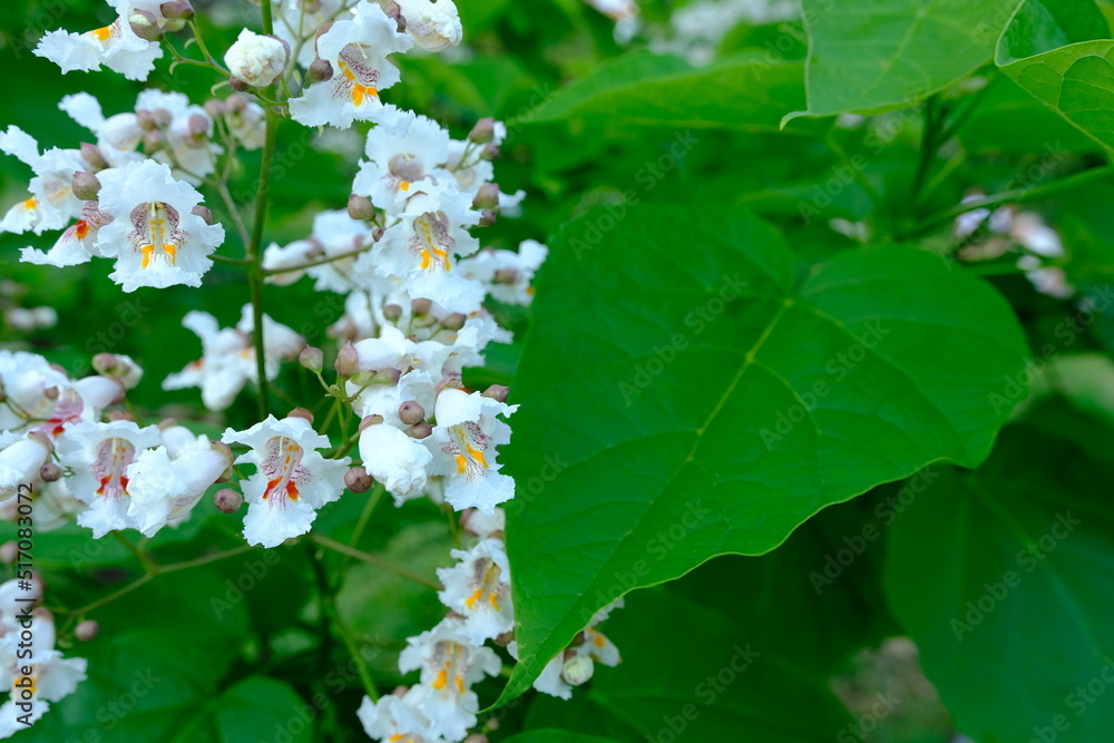 Flowers Catalpa bigon-like, Native American bean tree, Catalpa vulgaris ...