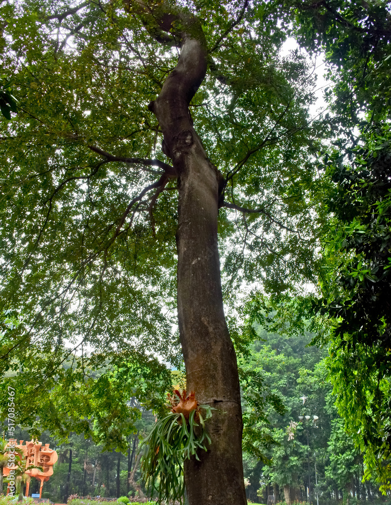 Collection of rare Indonesian tropical forest plants in the arboretum ...
