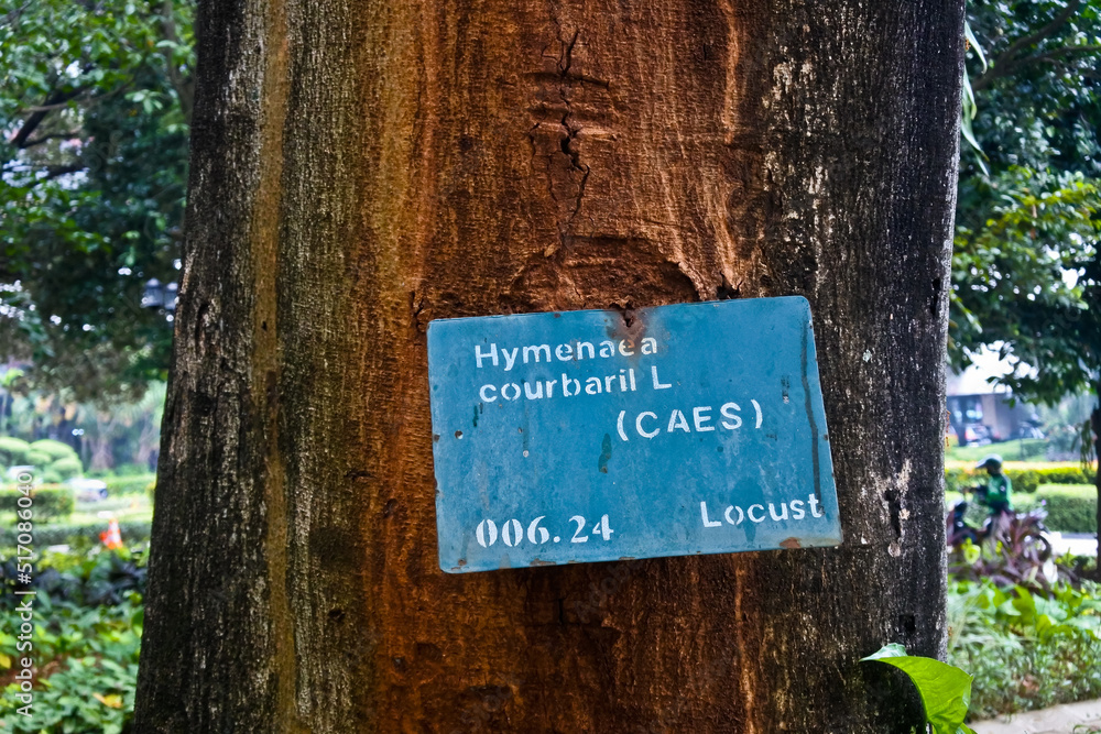 Collection of rare Indonesian tropical forest plants in the arboretum ...