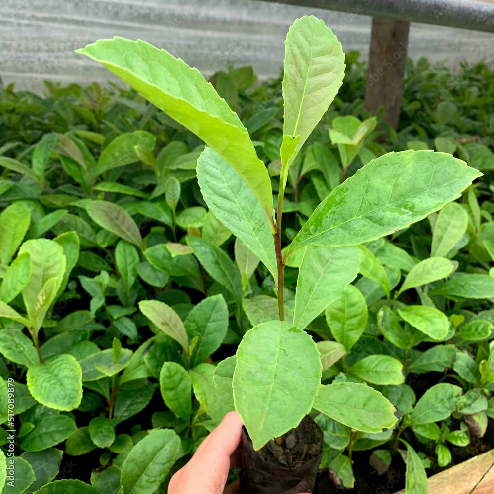 Foto de Yerba mate production in southern Brazil (erva-mate de ...