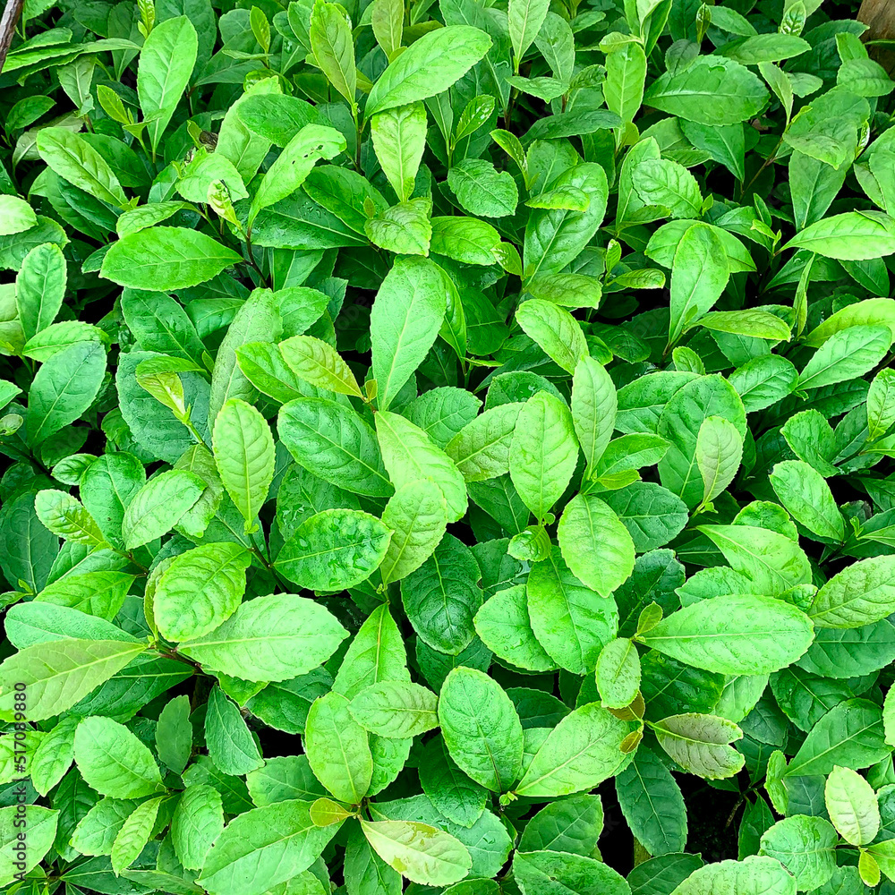 Yerba mate production in southern Brazil (erva-mate de chimarrão) Stock ...
