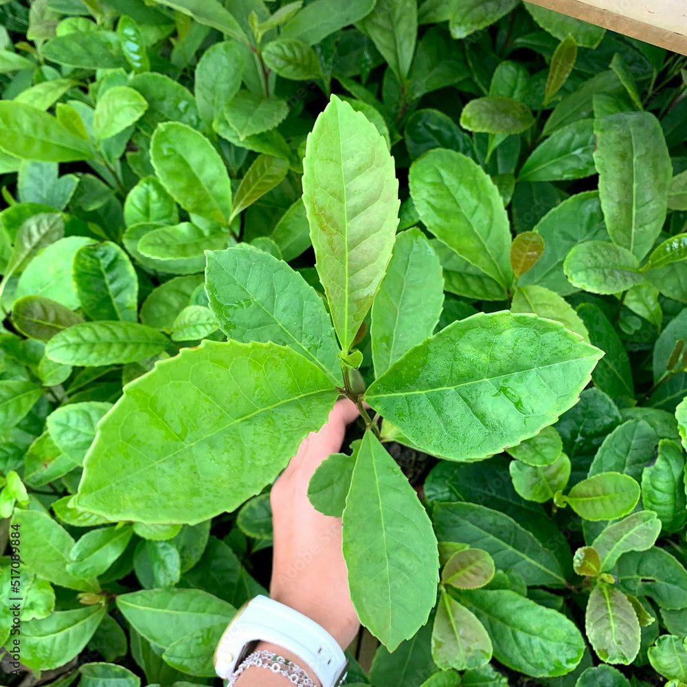 Yerba mate production in southern Brazil (erva-mate de chimarrão) Stock ...