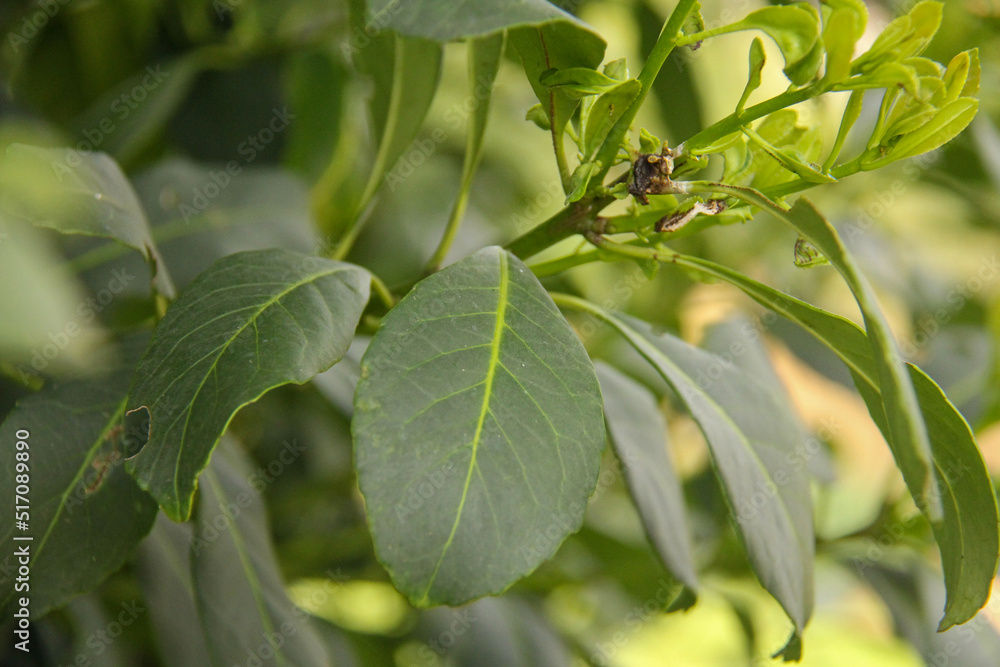 Yerba mate production in southern Brazil (erva-mate de chimarrão) Stock ...