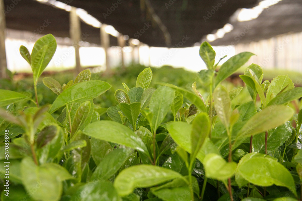 Yerba mate production in southern Brazil (erva-mate de chimarrão) Stock ...