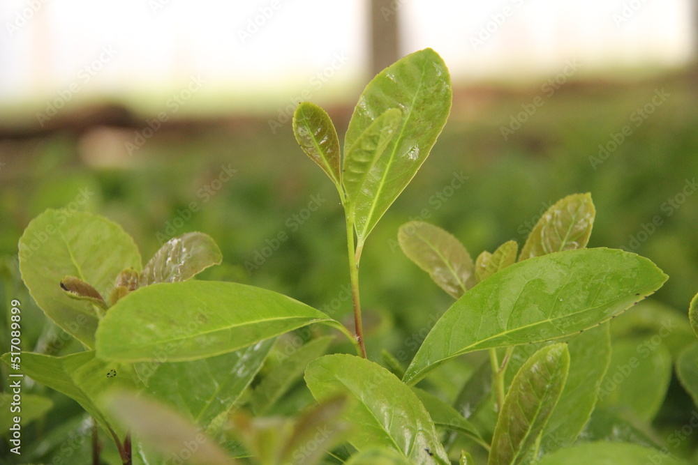 Yerba mate production in southern Brazil (erva-mate de chimarrão) Stock ...