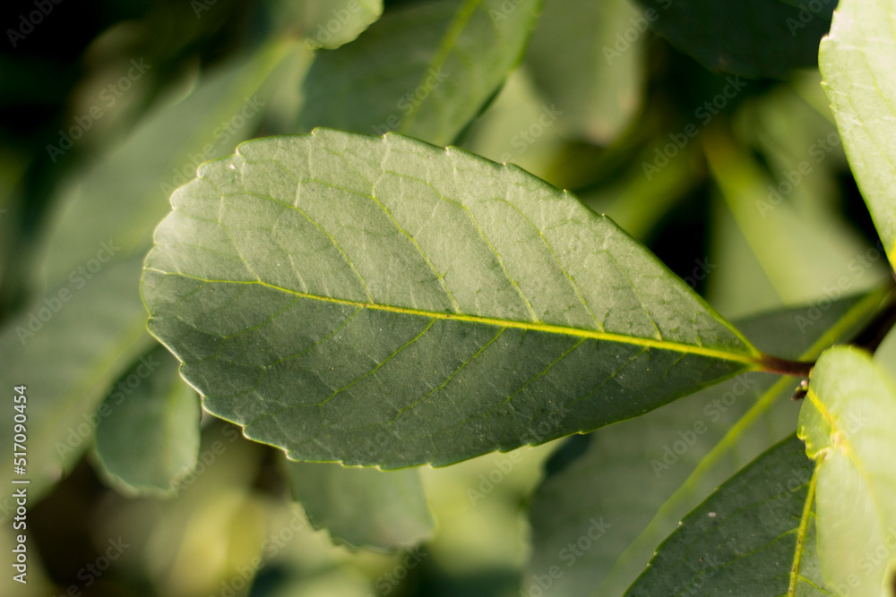 Yerba mate production in southern Brazil (erva-mate de chimarrão) Stock ...