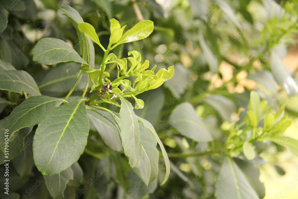 Yerba mate production in southern Brazil (erva-mate de chimarrão) Stock ...