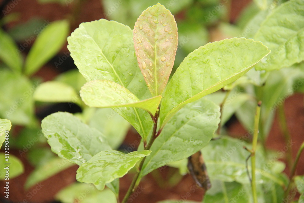 Yerba mate production in southern Brazil (erva-mate de chimarrão) Stock ...