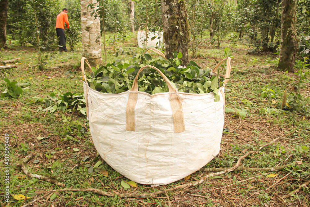 Yerba mate production in southern Brazil (erva-mate de chimarrão) Stock ...