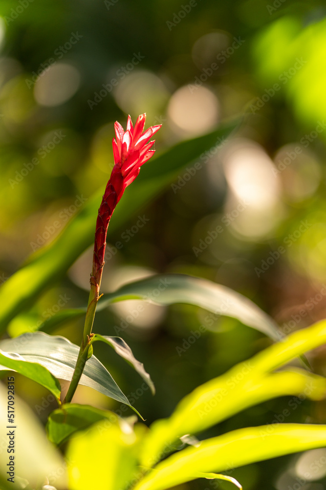 Alpina purpurata during sunrise. Exotic flower in Chiapas, Mexico ...