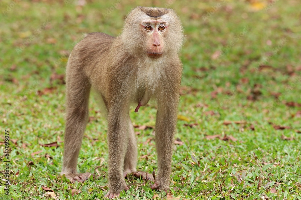 Northern Pig-tailed Macaque (Macaca leonina) Short, gray or brown fur ...