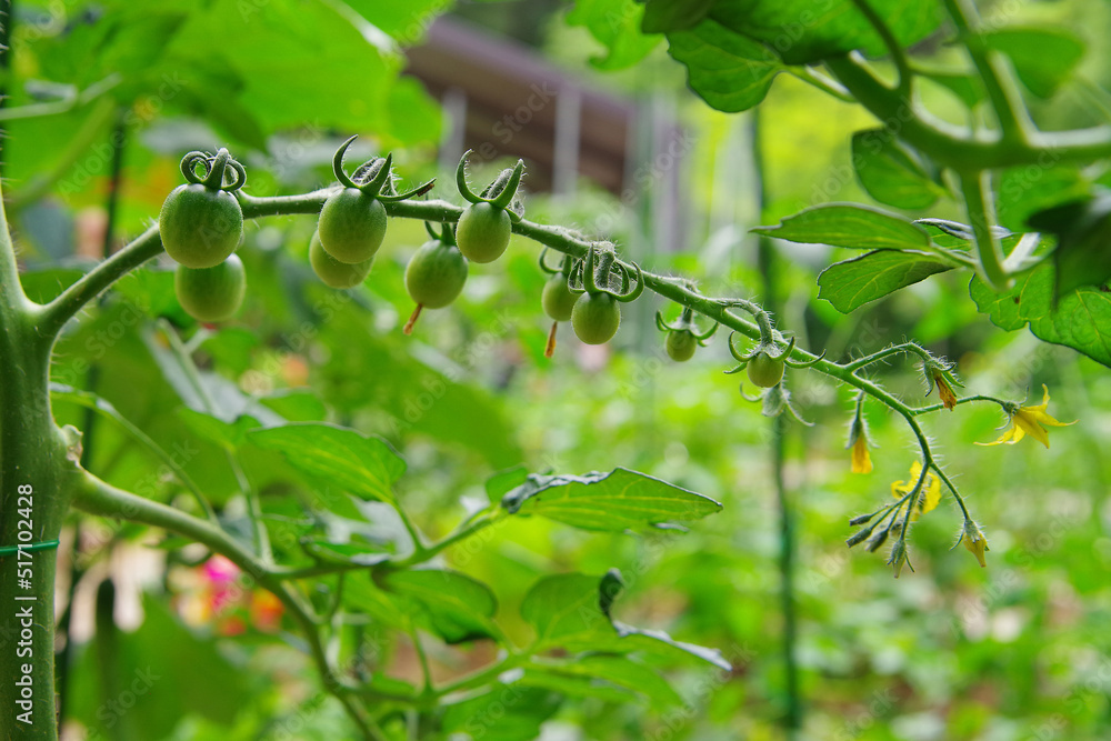 Cherry Tomato Plant Leaves