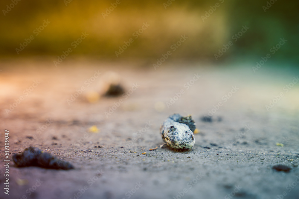 Fresh chicken poop close-up. Litter of domestic chickens Stock Photo ...