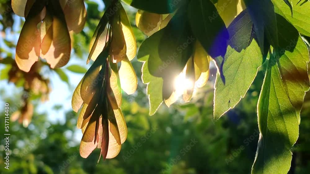 Sun shine through green ash leaves and seeds of tree at dawn sunset in ...