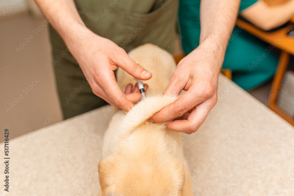 Cute labrador puppy dog getting a vaccine at the veterinary doctor.Dog ...