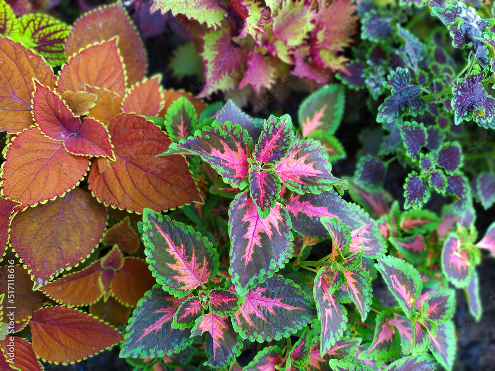 Coleus plant. Beautiful coleus flower, bright yellow and red leaves ...