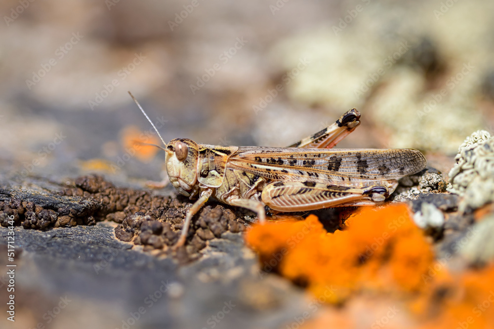 Calliptamus barbarus is an insect of the genus Calliptamus, in the ...