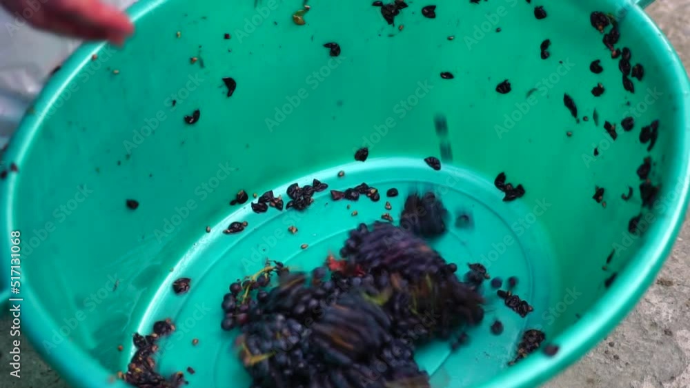 Grape-treading or grape-stomping in traditional winemaking. Senior ...