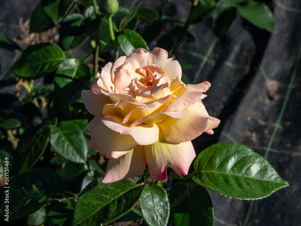 Hybrid Tea rose 'Gloria Dei' sin. 'Peace', 'Madame Antoine Meilland ...