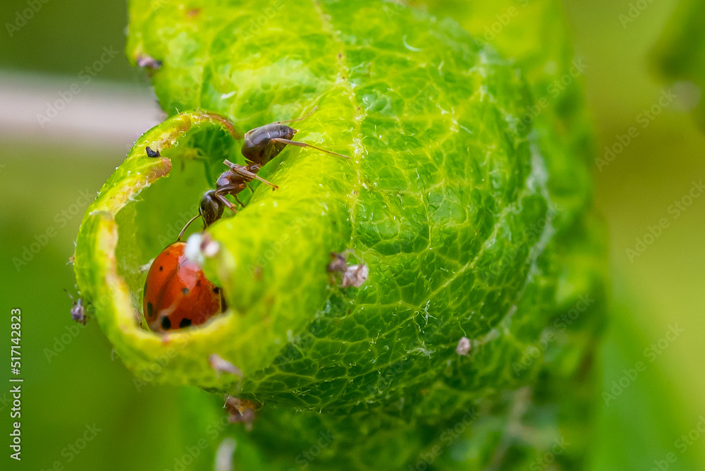 Lady Bug (Coccinellidae) crawling into a curled leaf to eat some Aphids ...