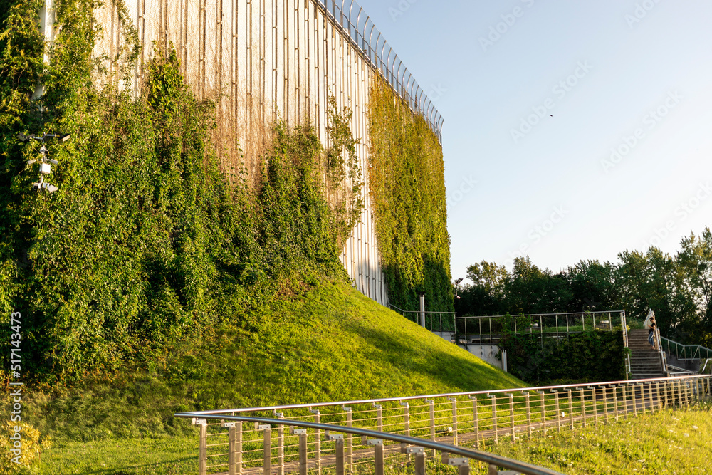 Planted overgrown liana on the wall of modern building (construction ...