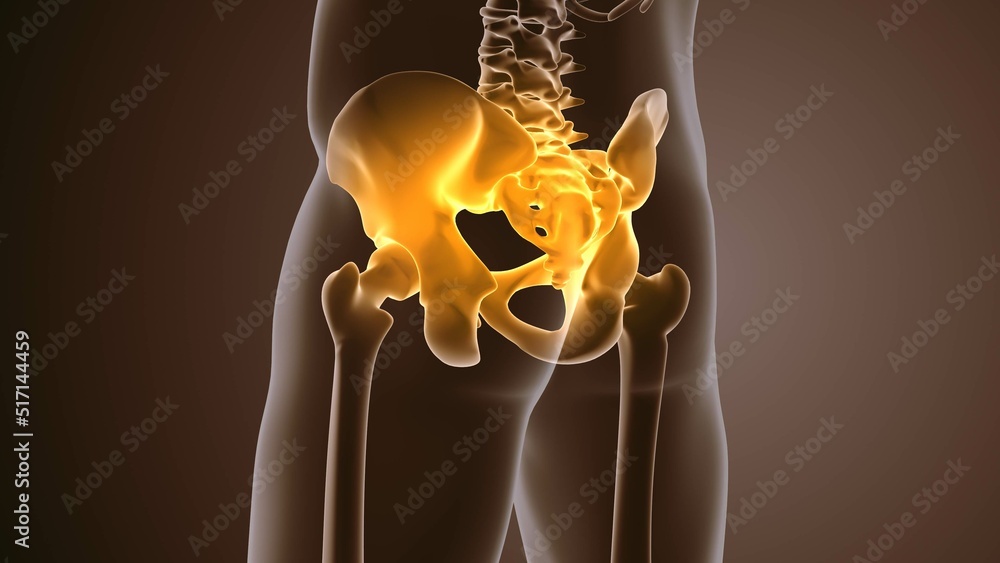 Pelvic pain medical animation background Stock Illustration | Adobe Stock