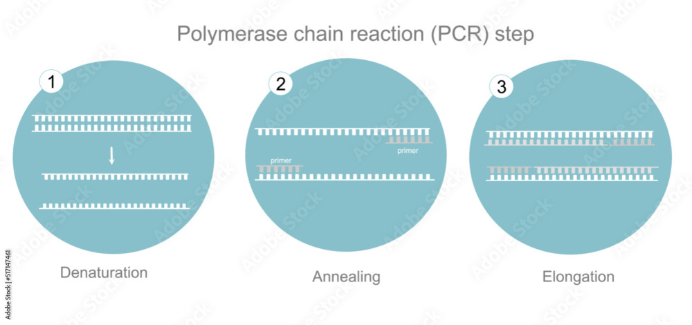 The polymerase chain reaction (PCR) step : Denaturation, Annealing and ...