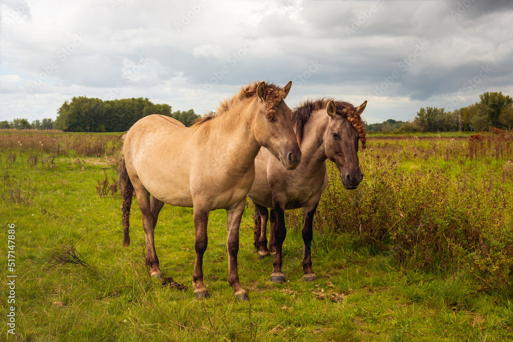 Two Konik horses stand side by side in a Dutch nature reserve. Many ...