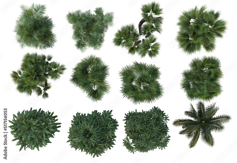 top view tree on white background Stock Illustration | Adobe Stock