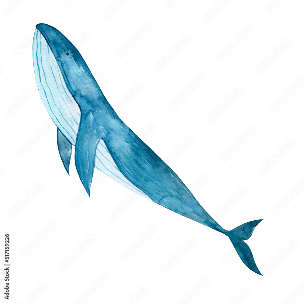 Watercolor hand drawing blue whale isolated on white background. Marine ...